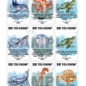 Animal Facts School Lunchbox Cards - Etsy