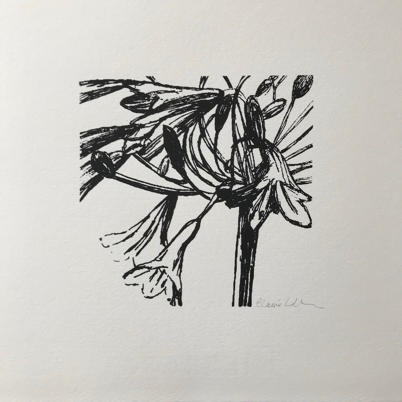 Agapanthus Original Screen Print - Etsy