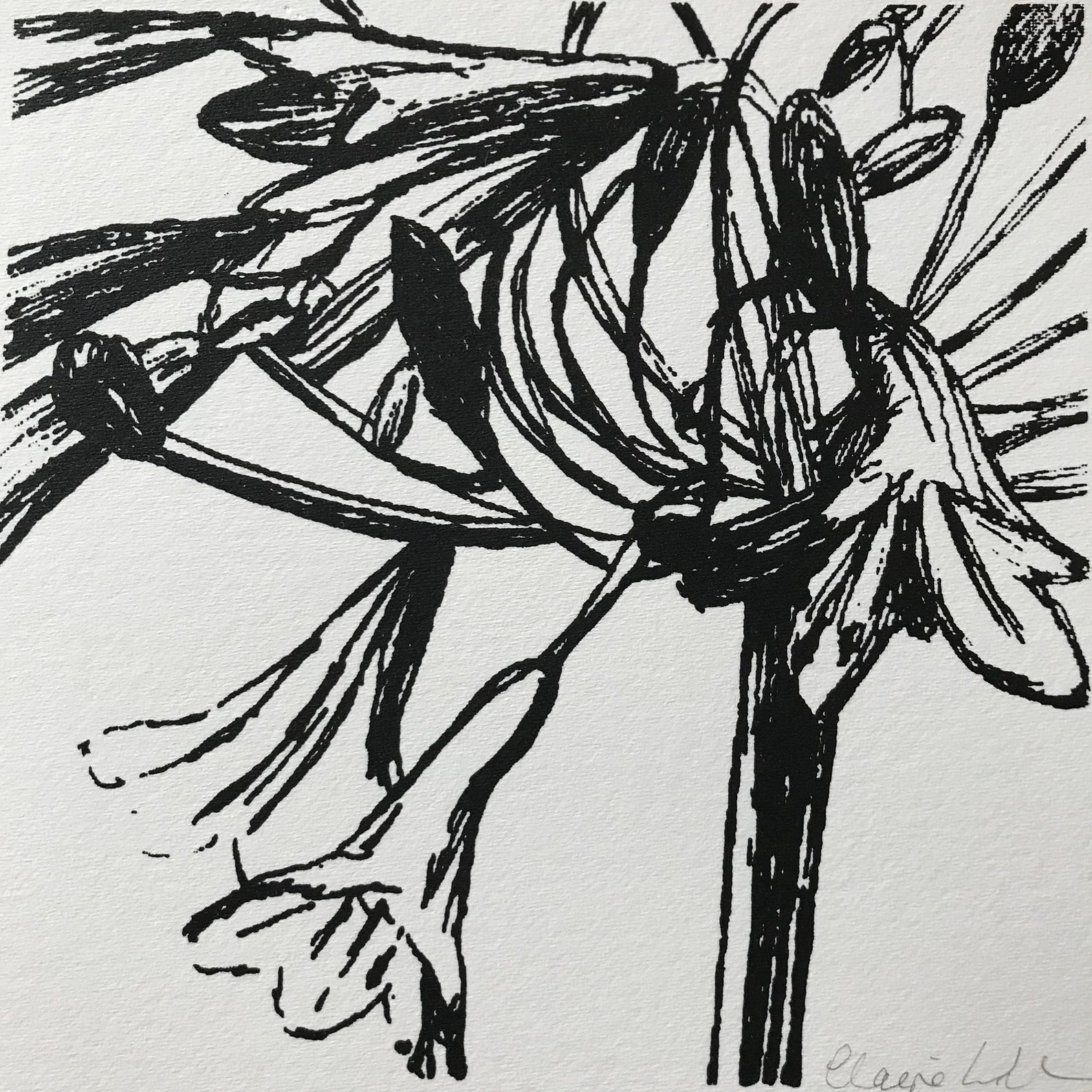 Agapanthus Original Screen Print - Etsy