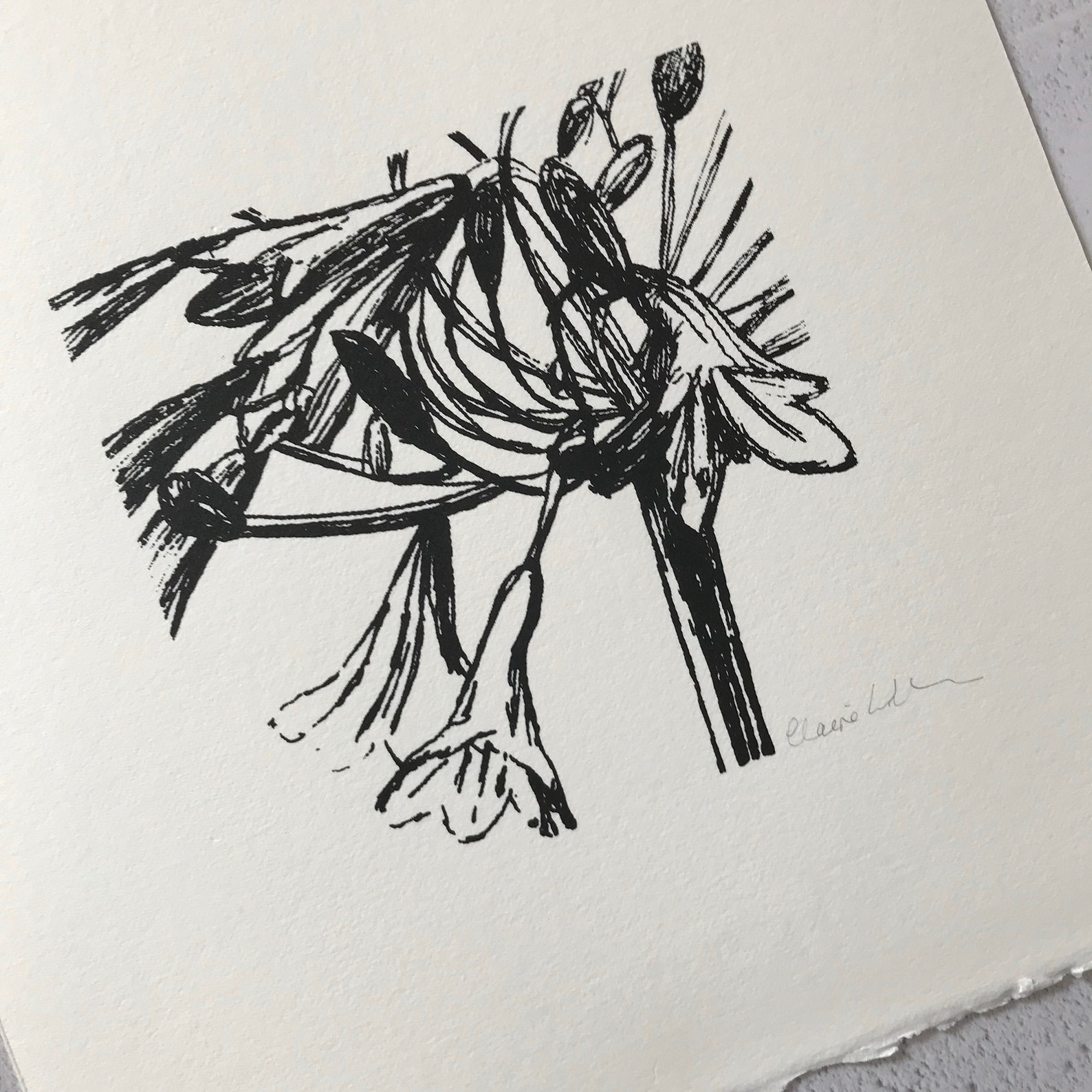 Agapanthus Original Screen Print - Etsy