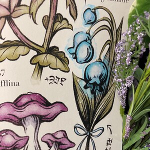 Hyrule Compendium Breath of the Wild Tears of the Kingdom Botanical ...