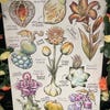 Hyrule Compendium Breath of the Wild Tears of the Kingdom Botanical ...