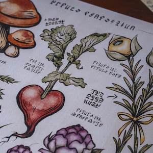Hyrule Compendium Breath of the Wild Tears of the Kingdom Botanical ...