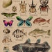 Hyrule Compendium Tears of the Kingdom Breath of the Wild Botanical ...