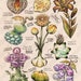 Hyrule Compendium Breath of the Wild Tears of the Kingdom Botanical ...