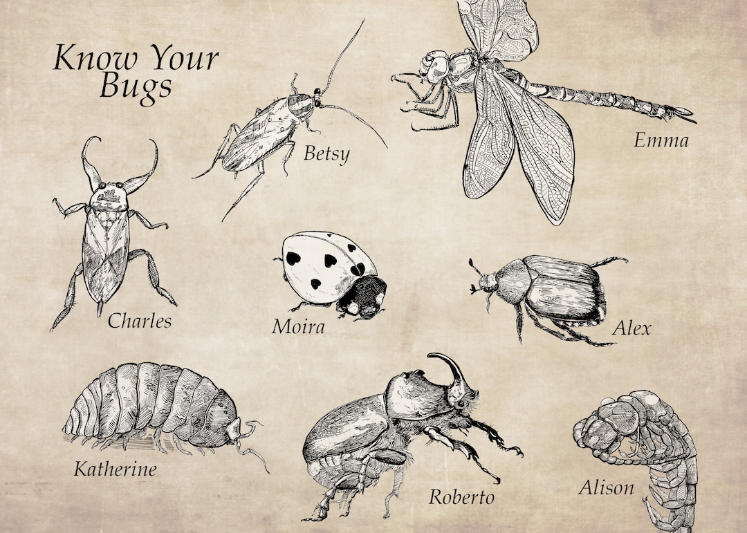 Get to Know Your Local Bugs Art Print (5"x7") - Etsy