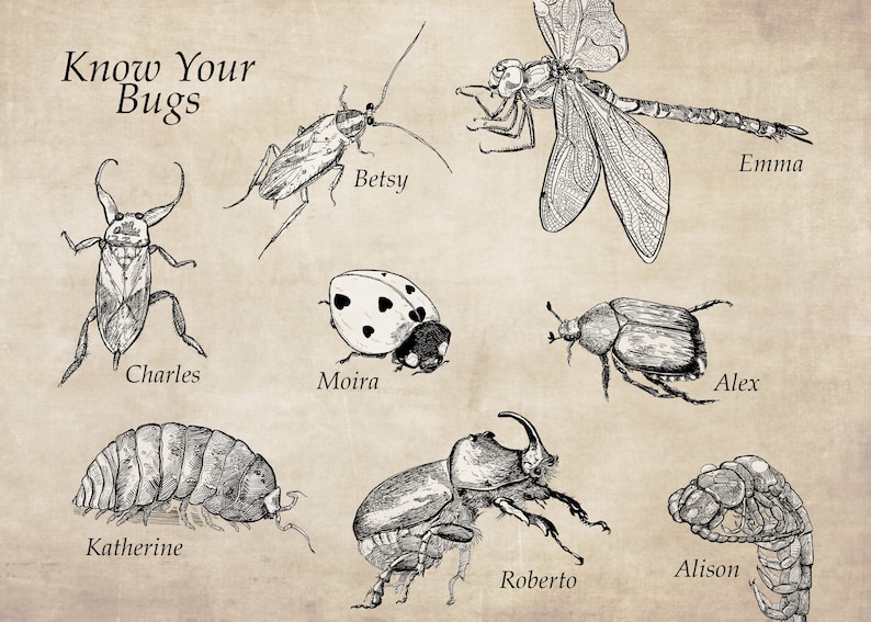 Get to Know Your Local Bugs Art Print (5"x7") - Etsy