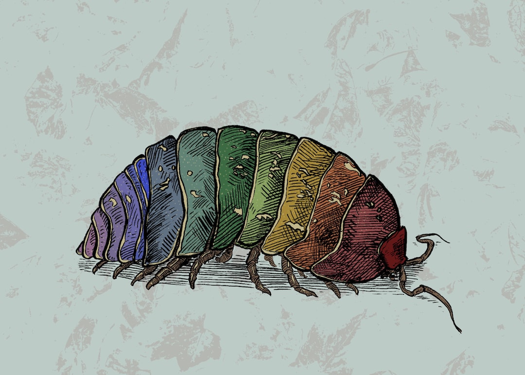 Rainbow Isopod Art Print (5"x7") Cute Roly Poly - Etsy