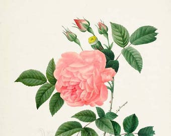 Moss Rose Flower Art Print Rose Botanical Art Print Flower