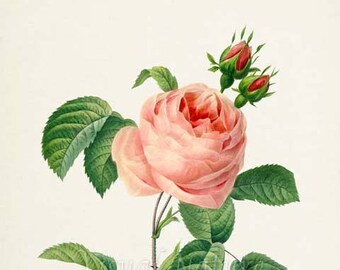 Moss Rose Flower Art Print Rose Botanical Art Print Flower