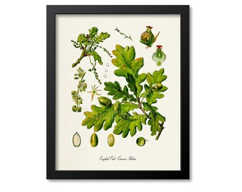 Oak tree print | Etsy