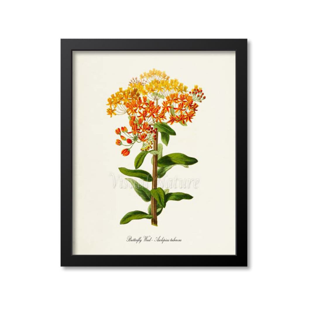 Butterfly Weed Flower Art Print, Botanical Art Print, Flower Wall Art ...