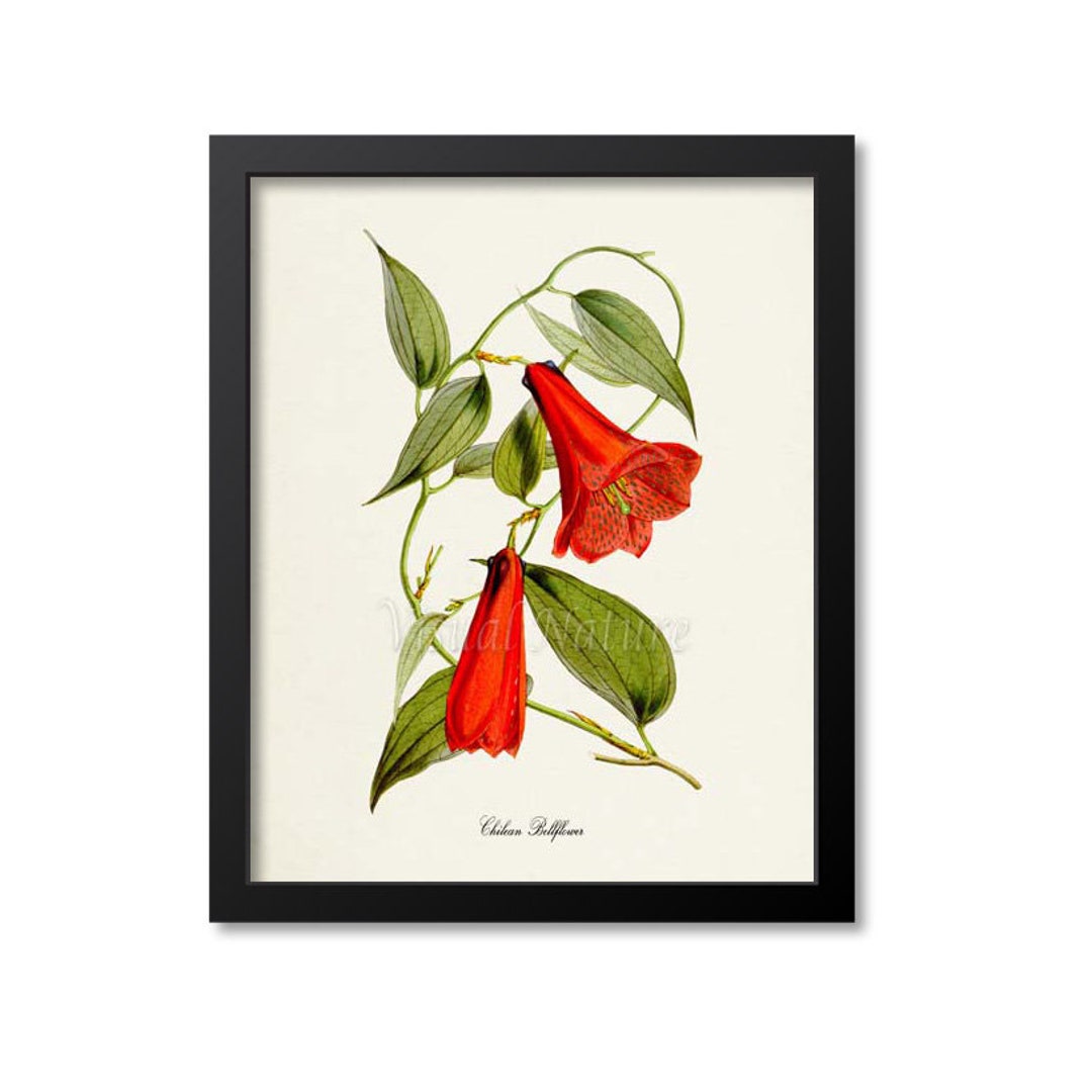 Chilean Bellflower Flower Art Print, Botanical Art Print, Flower Wall ...