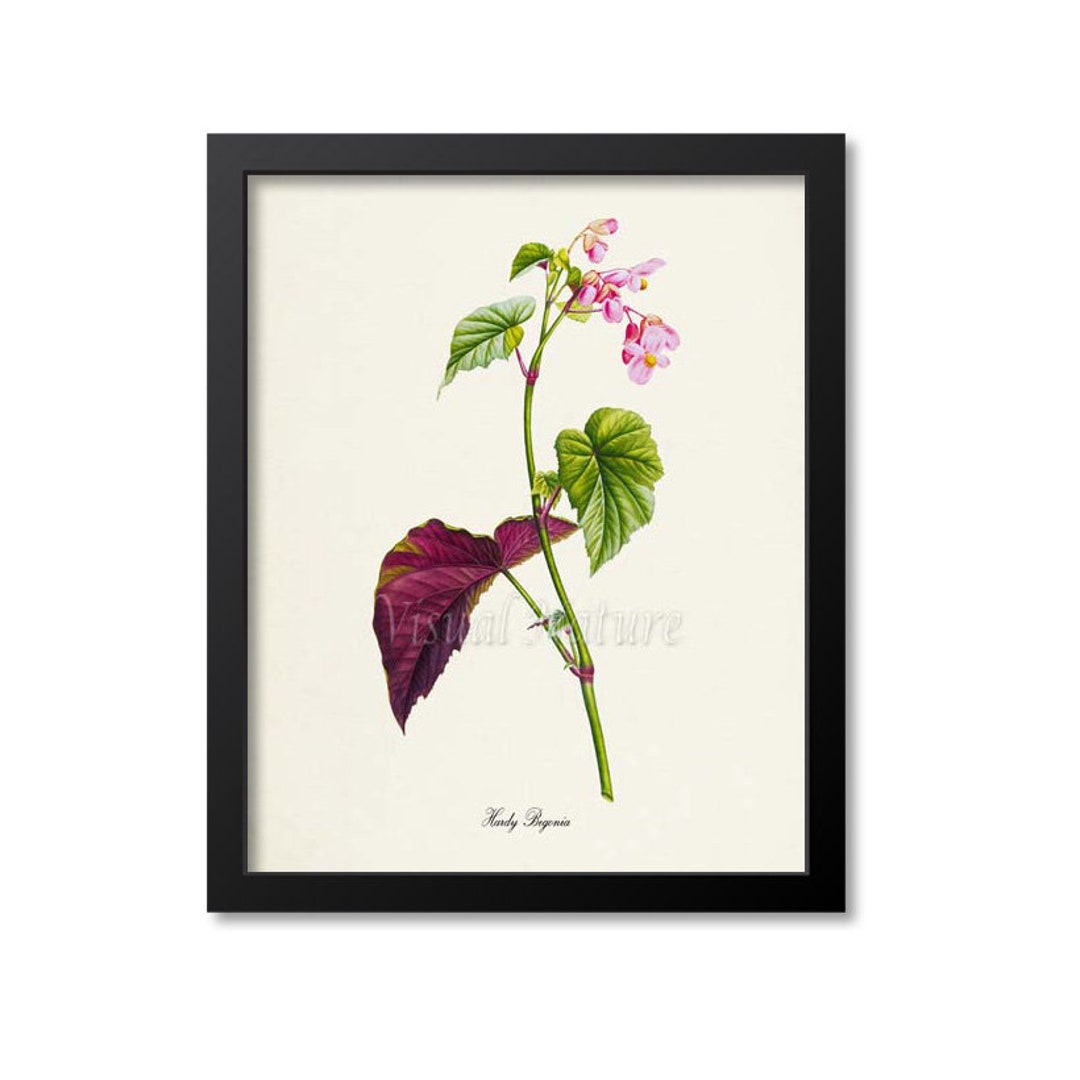 Hardy Begonia Flower Art Print, Botanical Art Print, Flower Wall Art ...