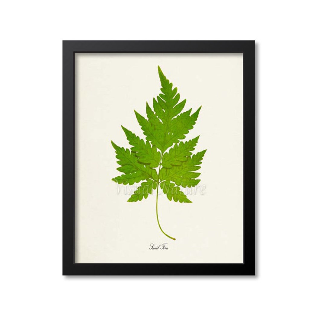 Snail Fern Art Print, Botanical Art Print, Fern Wall Art, Fern Print ...