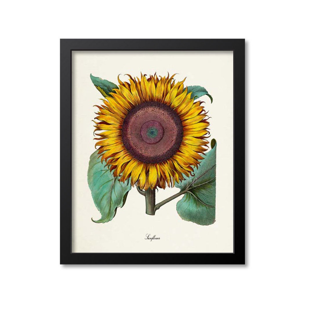 Botanical Print, Botanical Art, Sunflower Flower Art Print, Botanical ...