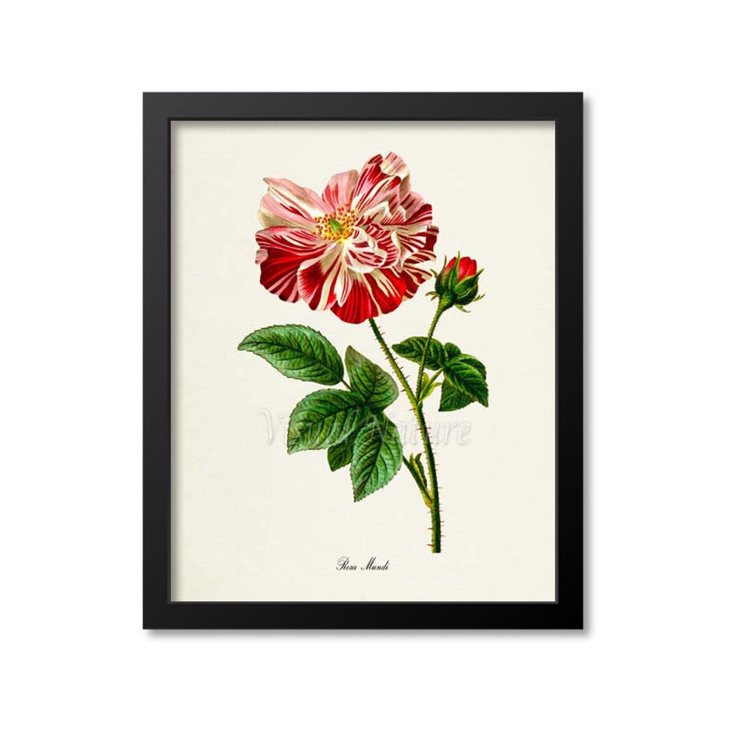 Rosa Mundi Rose Flower Art Print, Botanical Art Print, Flower Wall Art ...