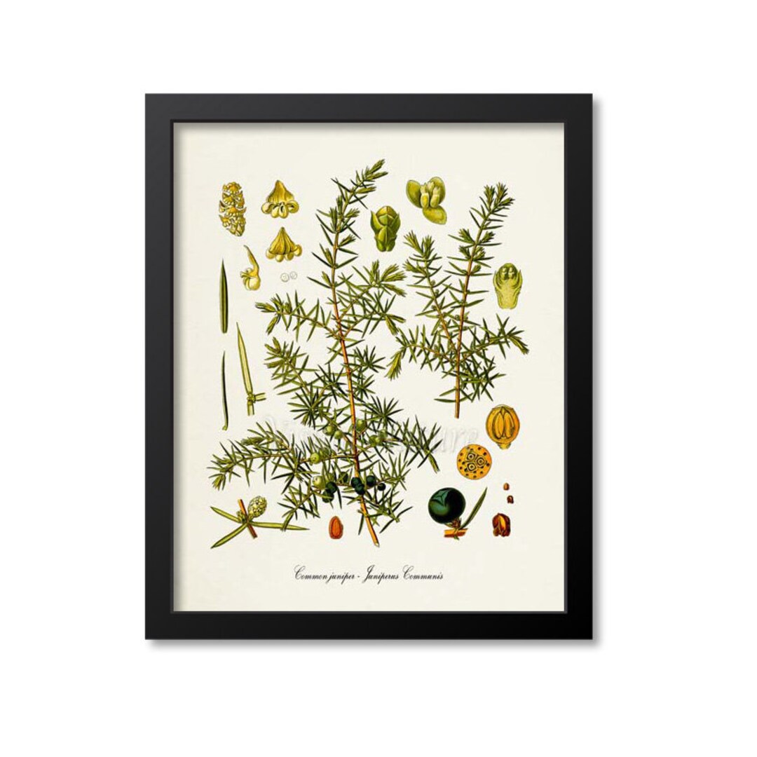 Juniper Botanical Print, Juniper Botanical Art Print, Juniper Wall Art ...