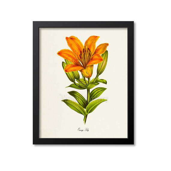 Beautiful Lilly wall art/Simple and Pretty/Pretty Lilly Poster/Home ...