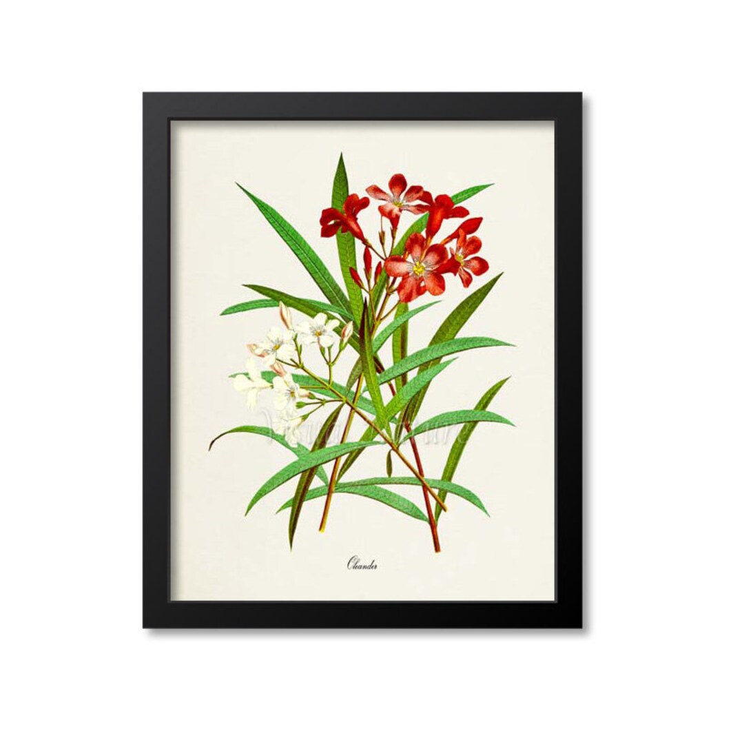 Oleander Flower Art Print, Botanical Art Print, Flower Wall Art, Flower ...