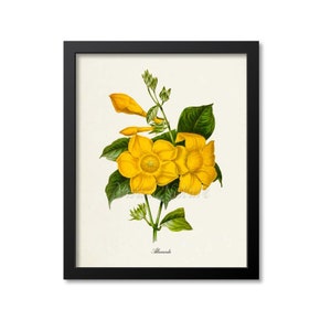 Allamanda Flower Art Print, Botanical Art Print, Flower Wall Art ...