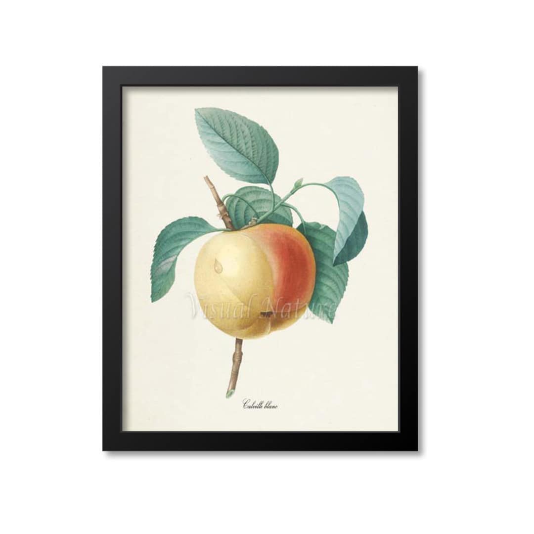 Apple Botanical Print, Apple Art Print, Fruit Art, Fruit Print, Kitchen ...