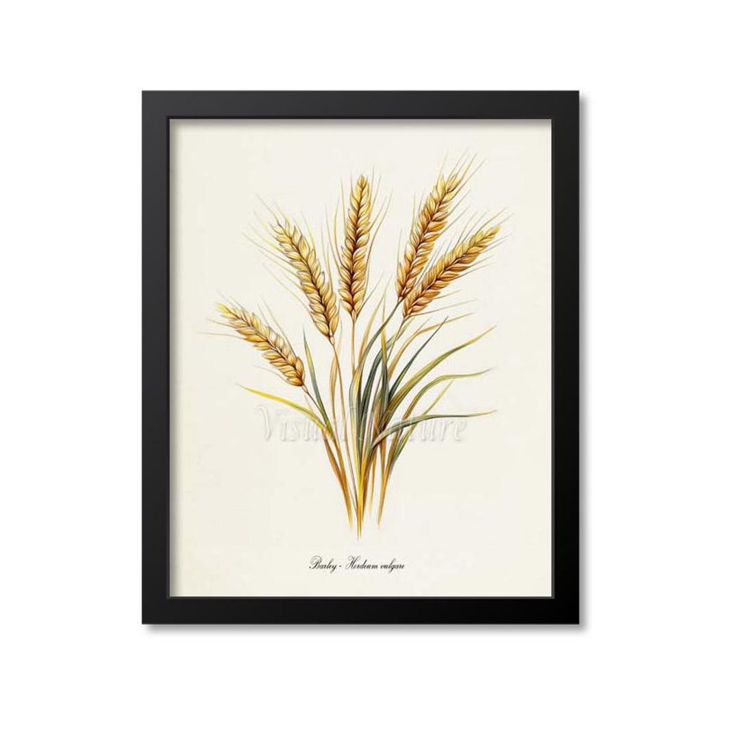 Barley Botanical Print, Barley Botanical Art Print, Barley Wall Art ...