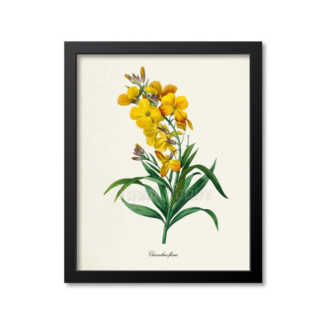 Charanthus Flavus Flower Art Print, Botanical Art Print, Flower Wall ...