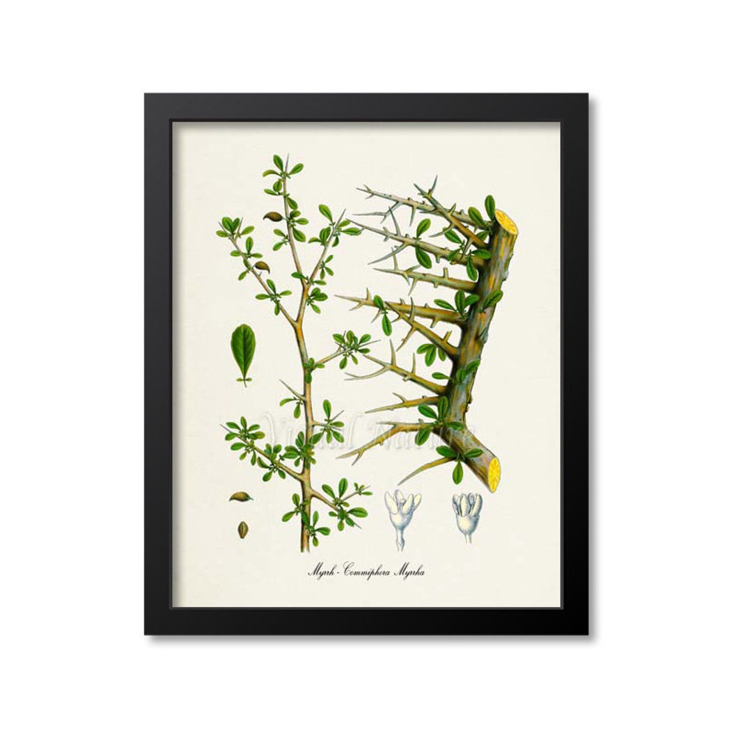 Myrrh Botanical Print, Myrrh Botanical Art Print, Myrrh Wall Art, Myrrh ...