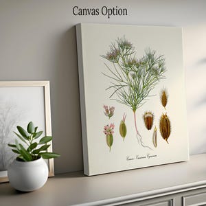 Cumin Botanical Print, Cumin Botanical Art Print, Cumin Wall Art, Cumin ...