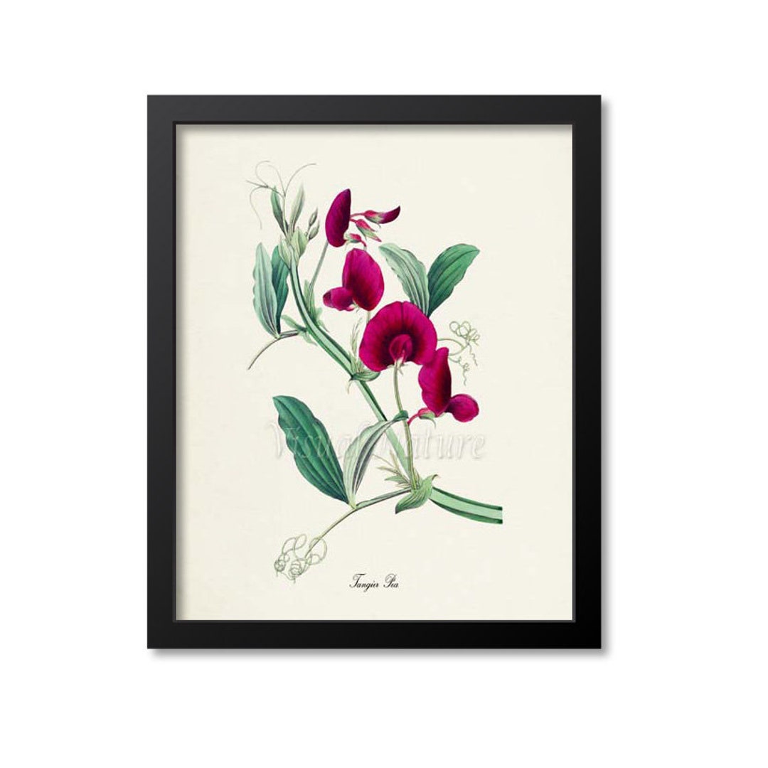 Tangier Pea Flower Art Print, Botanical Art Print, Flower Wall Art ...