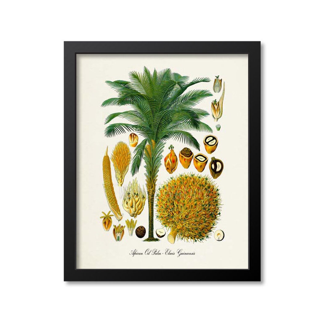African Oil Palm Tree Botanical Print, Palm Tree Botanical Art Print ...