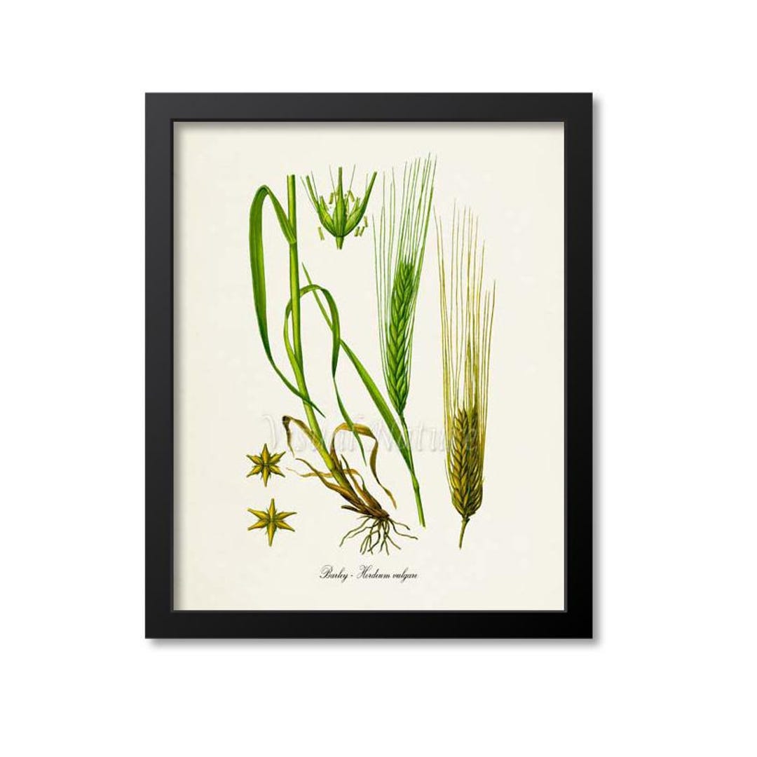 Barley Botanical Print, Barley Botanical Art Print, Barley Wall Art ...