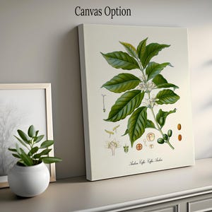 Coffee Botanical Print, Coffee Botanical Art Print, Coffee Bean ...