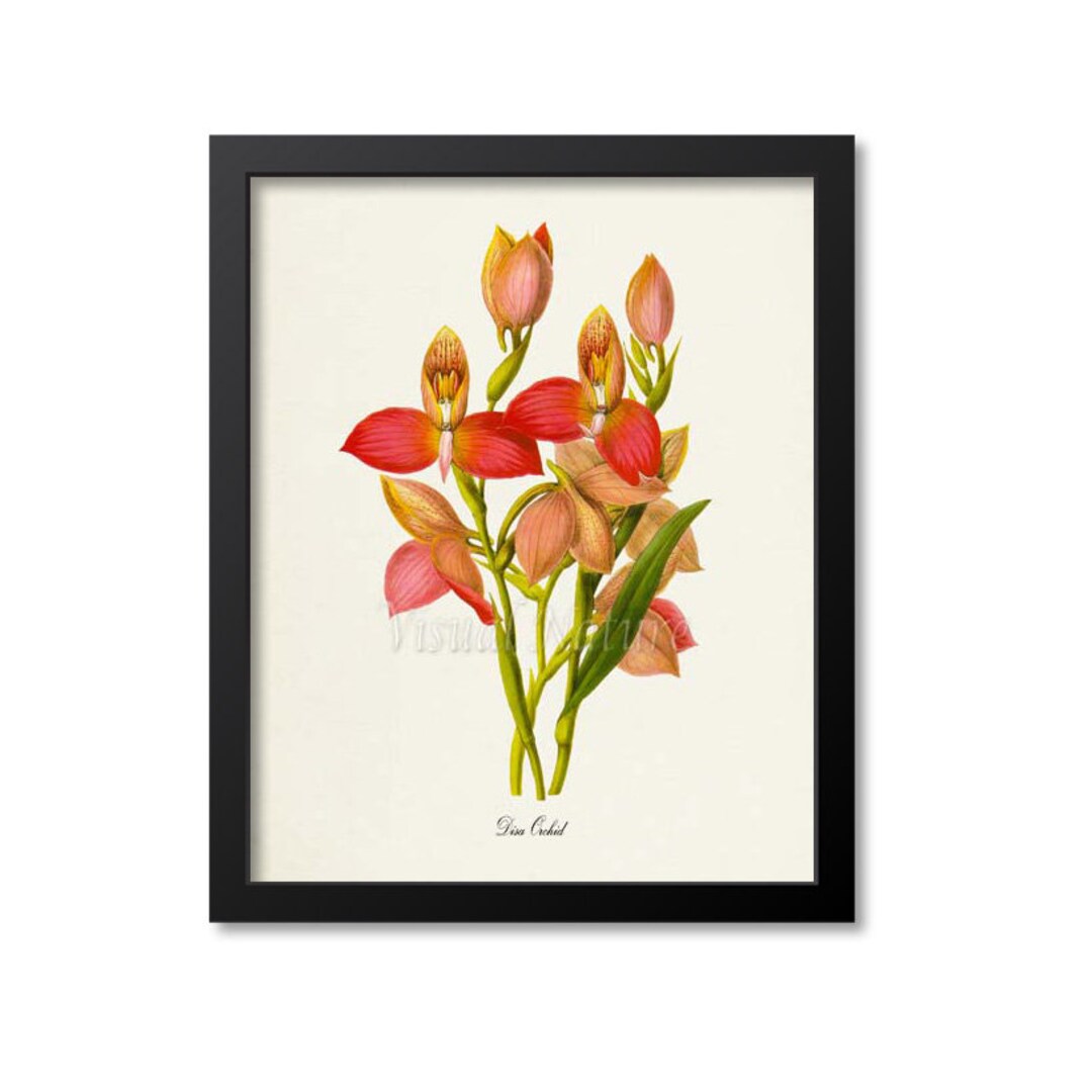 Disa Orchid Flower Art Print, Orchid Botanical Art Print, Flower Wall ...