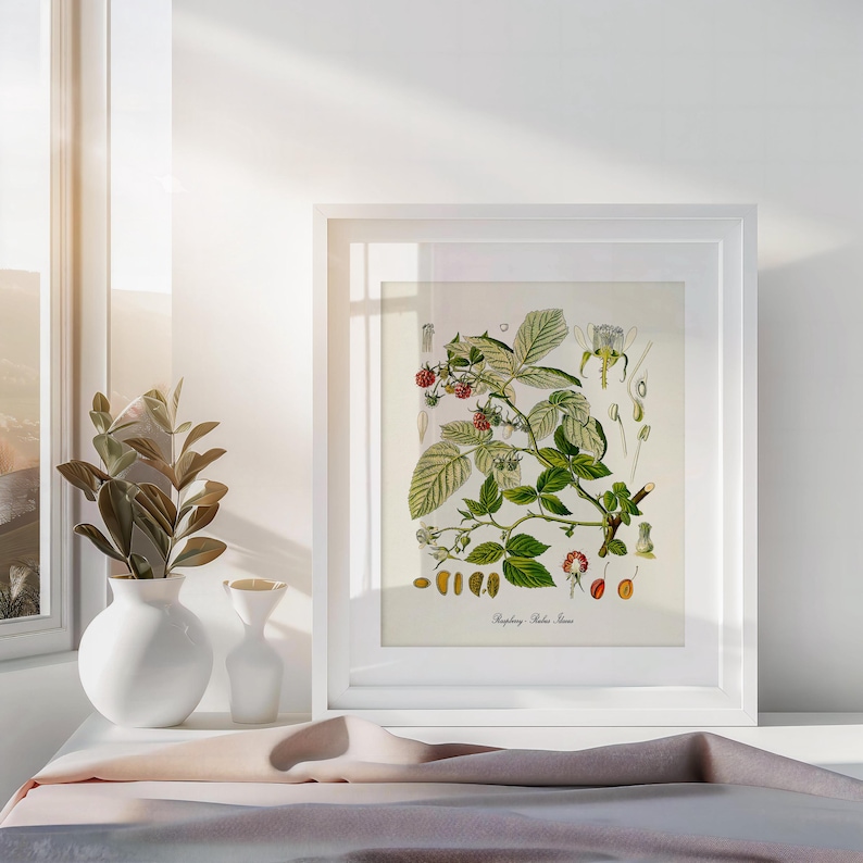 Raspberry Botanical Print, Raspberry Botanical Art Print, Raspberry ...