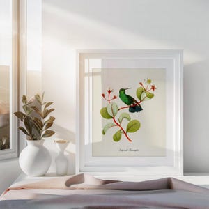 Steely-vented Hummingbird Print, Bird Art Print, Bird Art, Bird Poster ...
