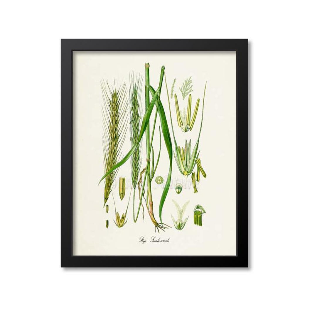 Rye Botanical Print, Rye Botanical Art Print, Rye Wall Art, Rye Decor ...