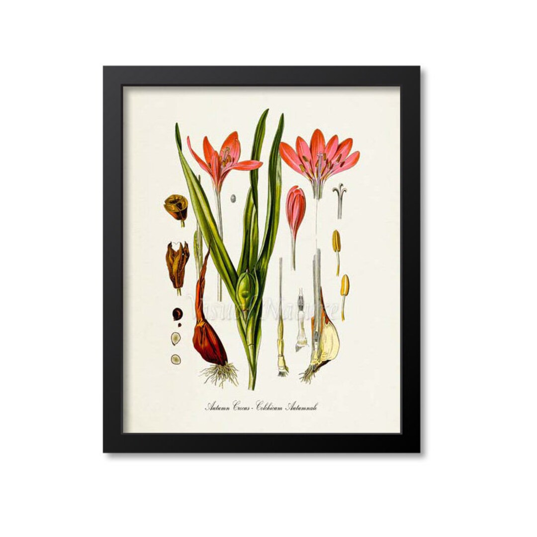 Autumn Crocus Botanical Print, Crocus Botanical Art Print, Crocus Wall ...