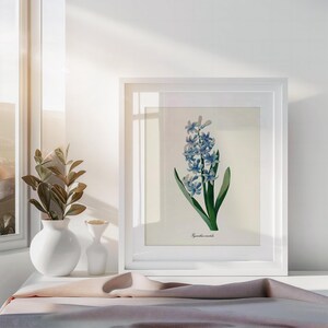 Common Hyacinth Flower Art Print, Botanical Art Print, Flower Wall Art ...