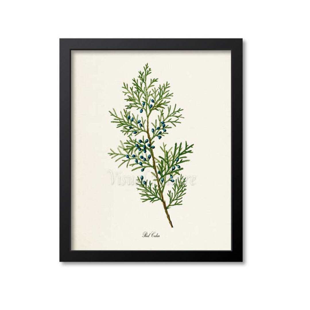 Red Cedar Tree Art Print, Botanical Art Print, Red Cedar Tree Wall Art ...