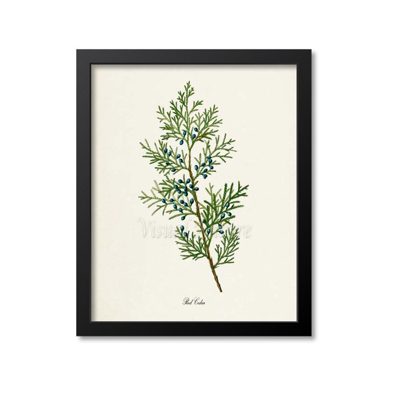 Red Cedar Tree Art Print Botanical Art Print Red Cedar Tree - Etsy