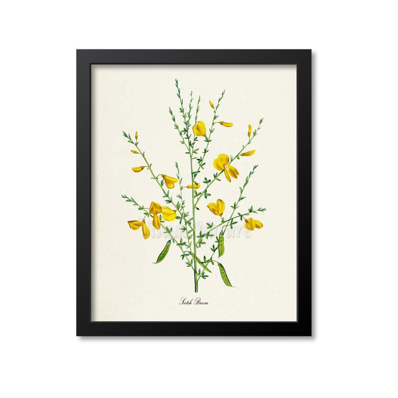 Scotch Broom Flower Art Print Botanical Art Print Flower | Etsy