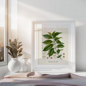 Coffee Botanical Print, Coffee Botanical Art Print, Coffee Bean ...