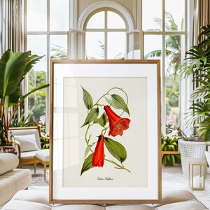 Chilean Bellflower Flower Art Print, Botanical Art Print, Flower Wall ...