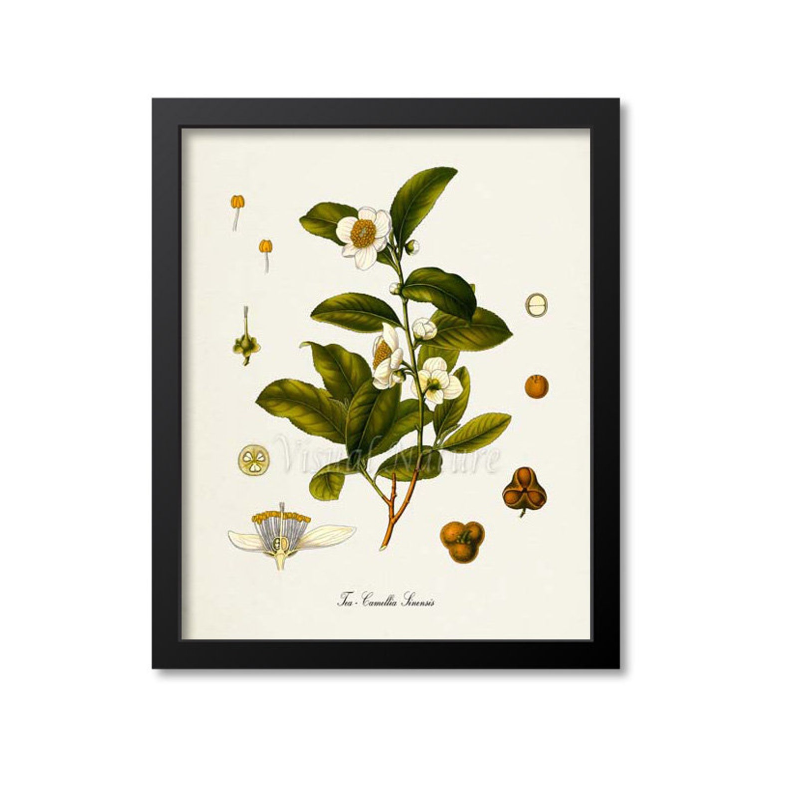 Tea Botanical Print, Tea Botanical Art Print, Tea Wall Art, Tea Decor ...