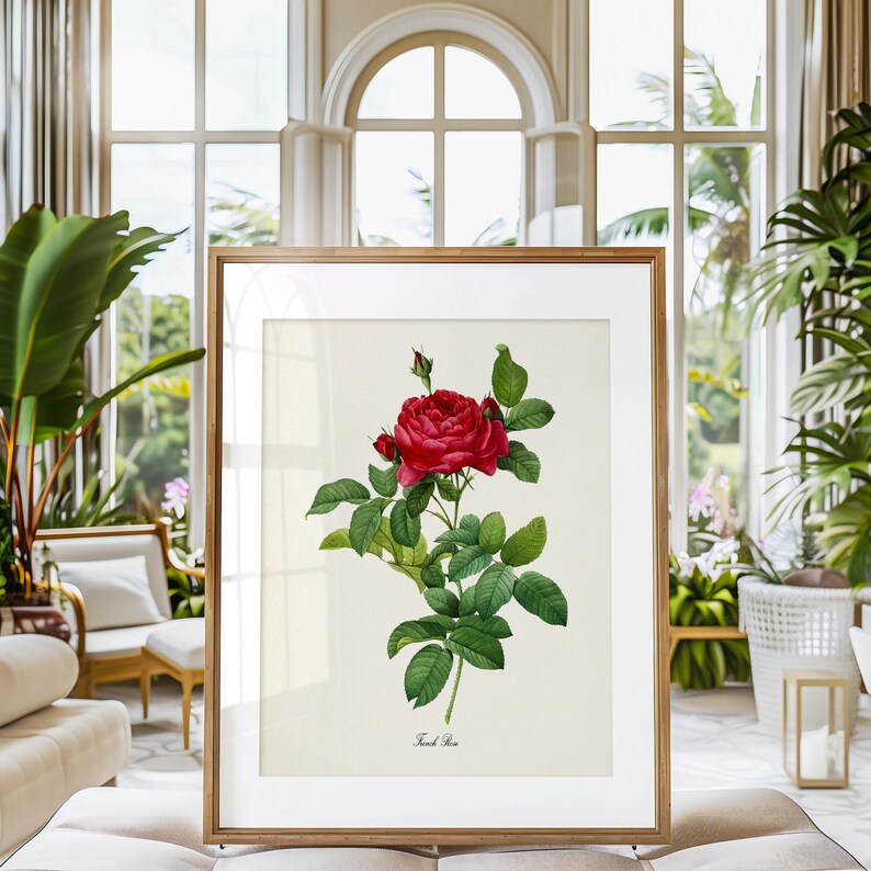 French Rose Flower Art Print, Botanical Art Print, Flower Wall Art ...