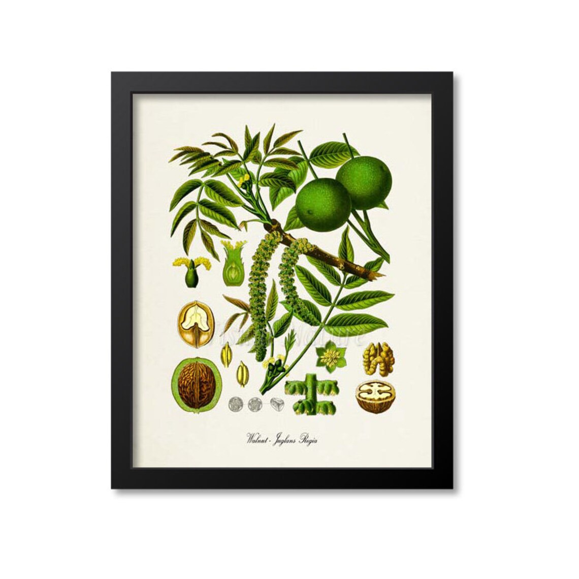 Walnut Botanical Print, Walnut Botanical Art Print, Walnut Wall Art ...