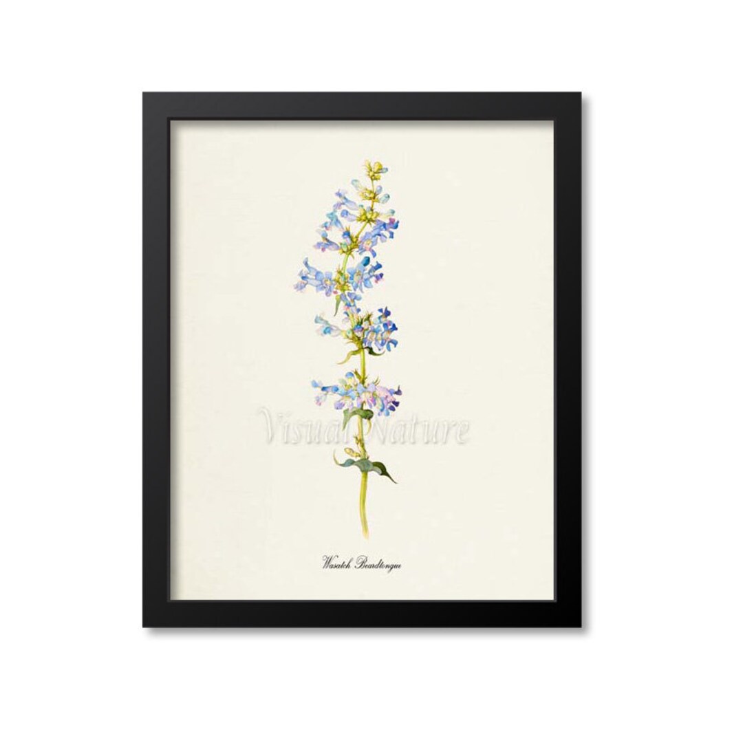 Wasatch Beardtongue Flower Art Print, Botanical Art Print, Flower Wall ...