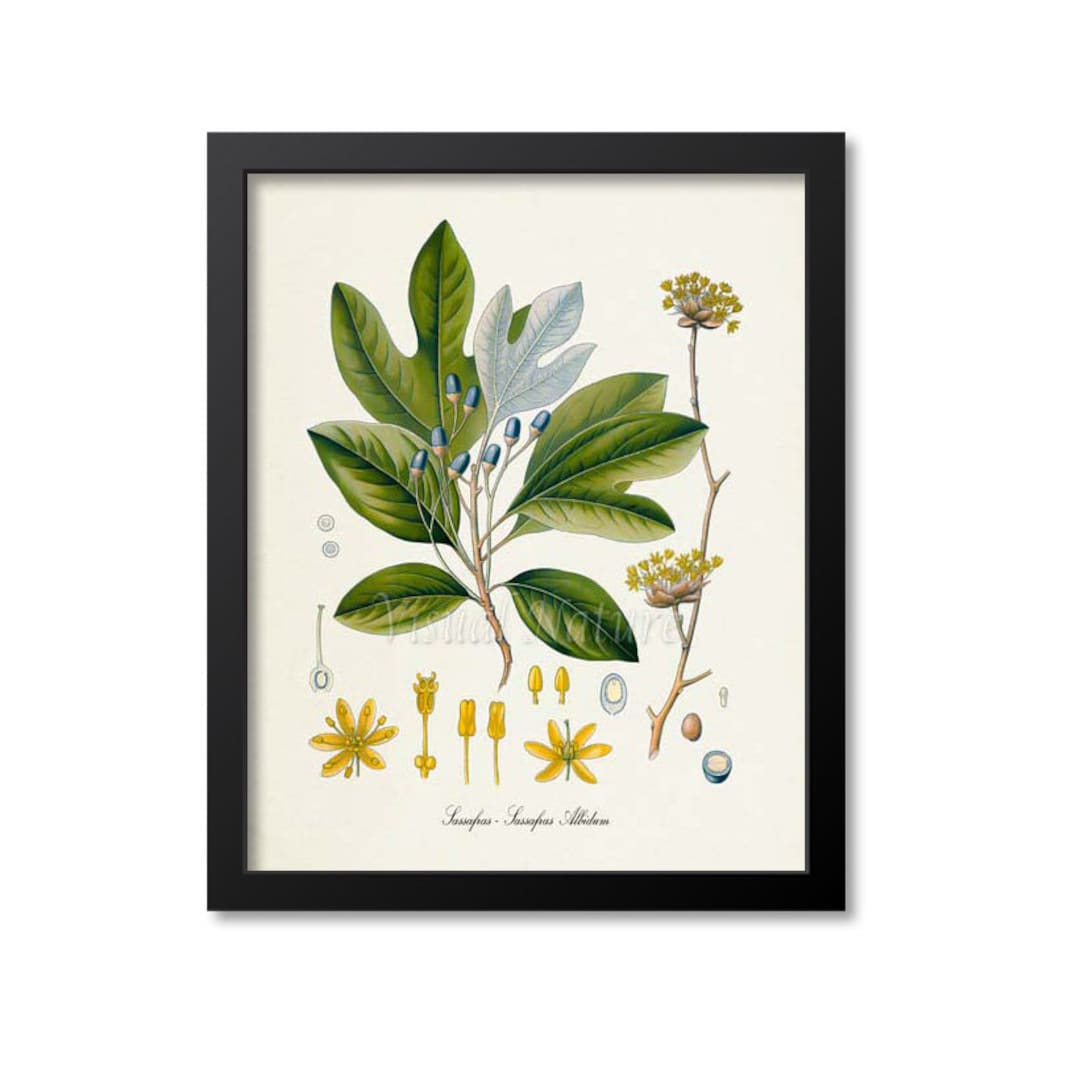 Sassafras Botanical Print, Sassafras Botanical Art Print, Sassafras ...